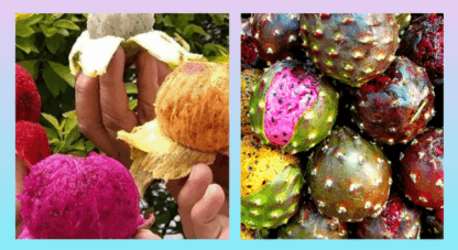 Pitaya mexicana, tunas y garambullos, frutas exóticas del desierto ...